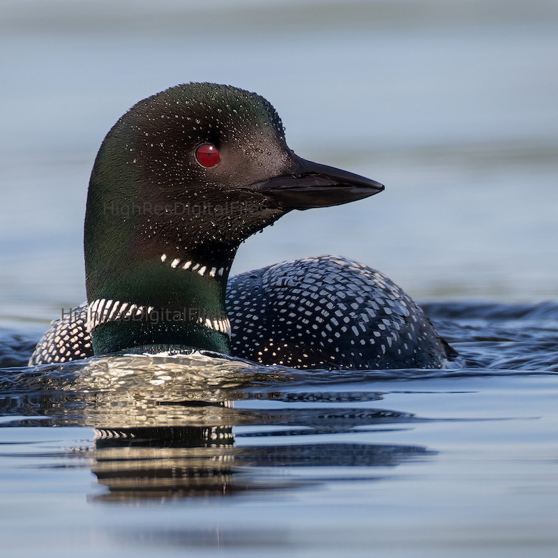 Loon Photo - Etsy