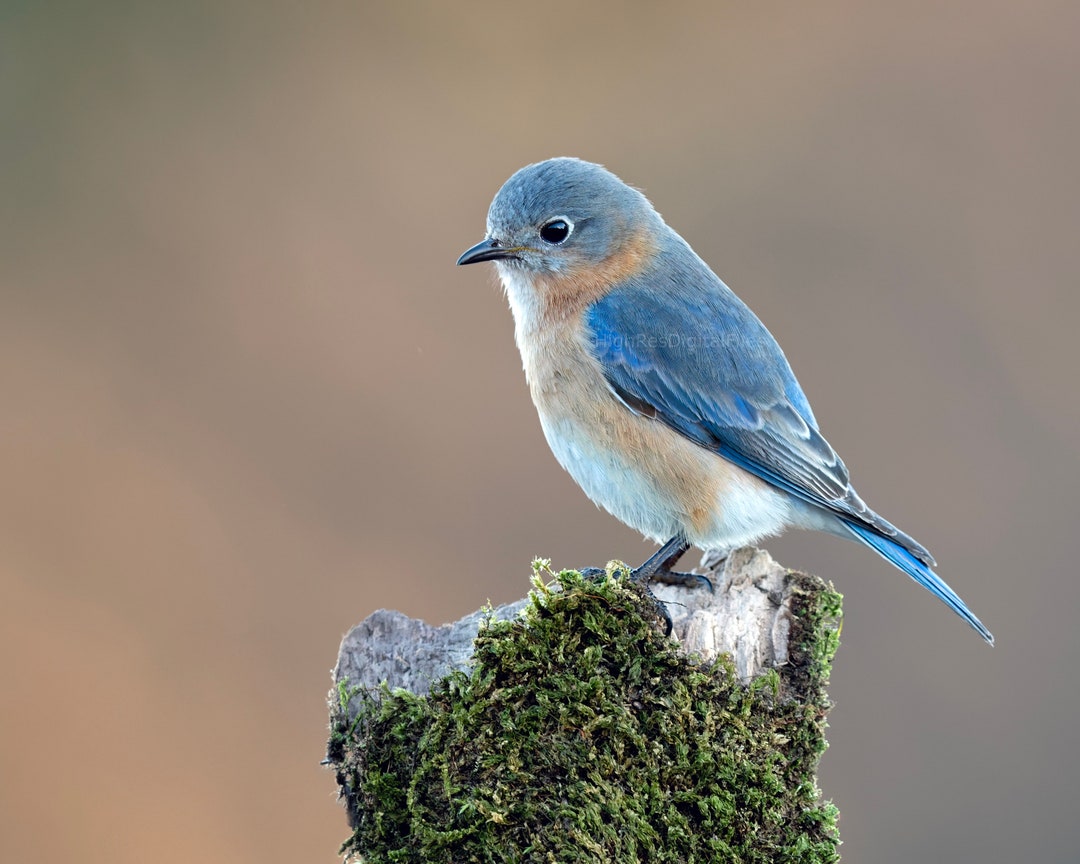 Wall Art Nature Bluebird Photograph High Resolution Bird Image Digital ...