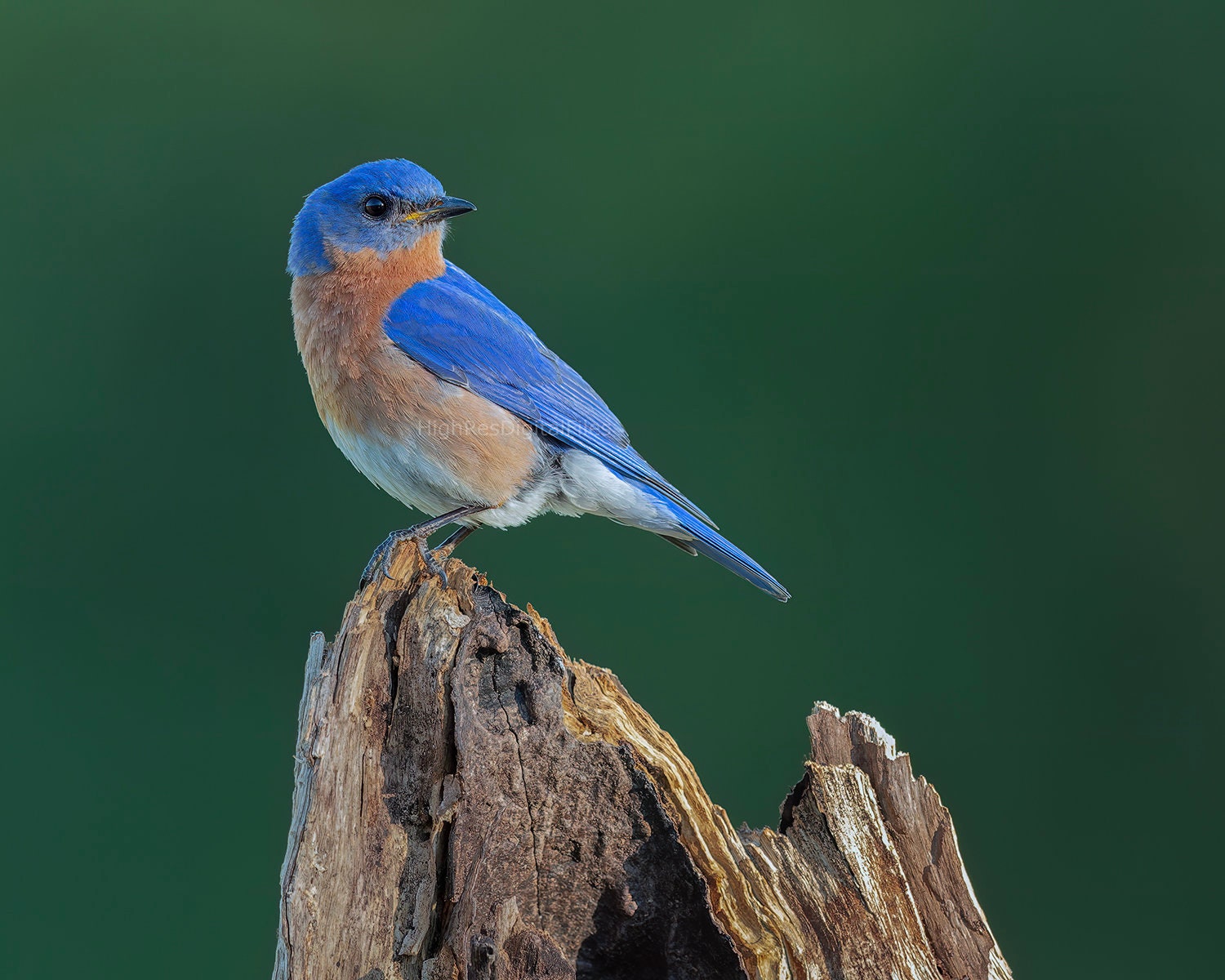 Wall Art Nature Bluebird Photograph High Resolution Bird Image Digital ...