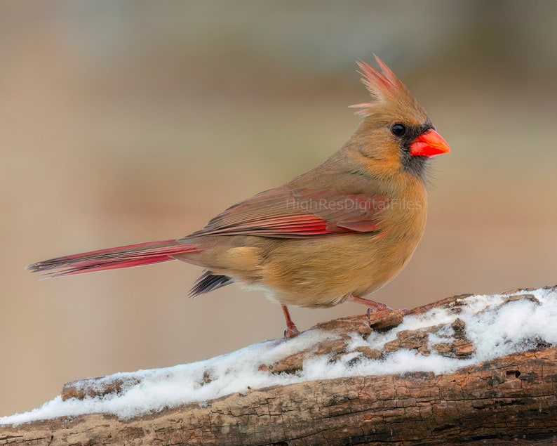 Nature Wall Art Photograph Northern Cardinal Female High Resolution ...