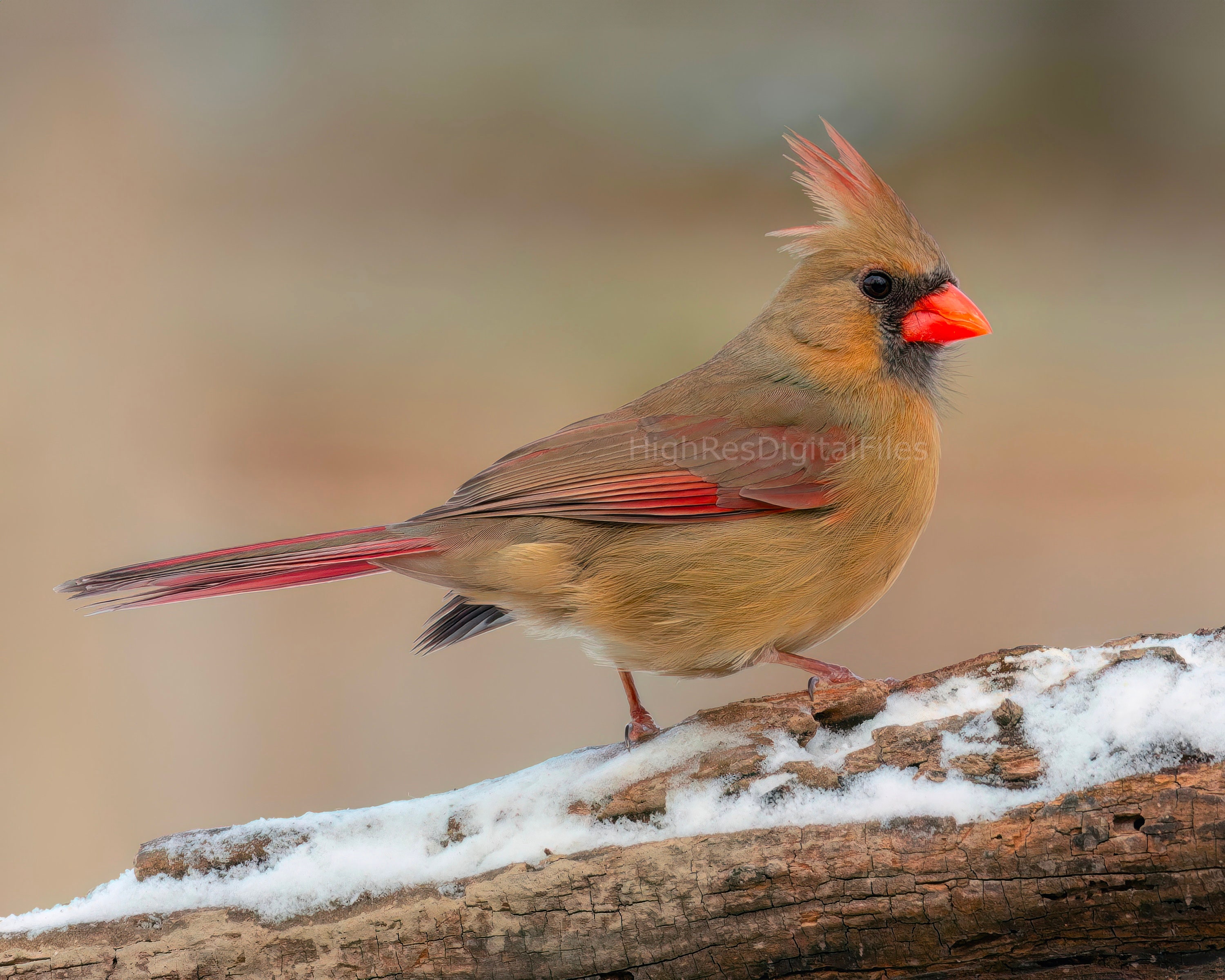 Nature Wall Art Photograph Northern Cardinal Female High Resolution ...