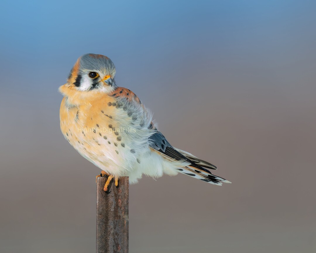 Nature Wall Art Falcon American Kestrel Photograph High Resolution Bird ...