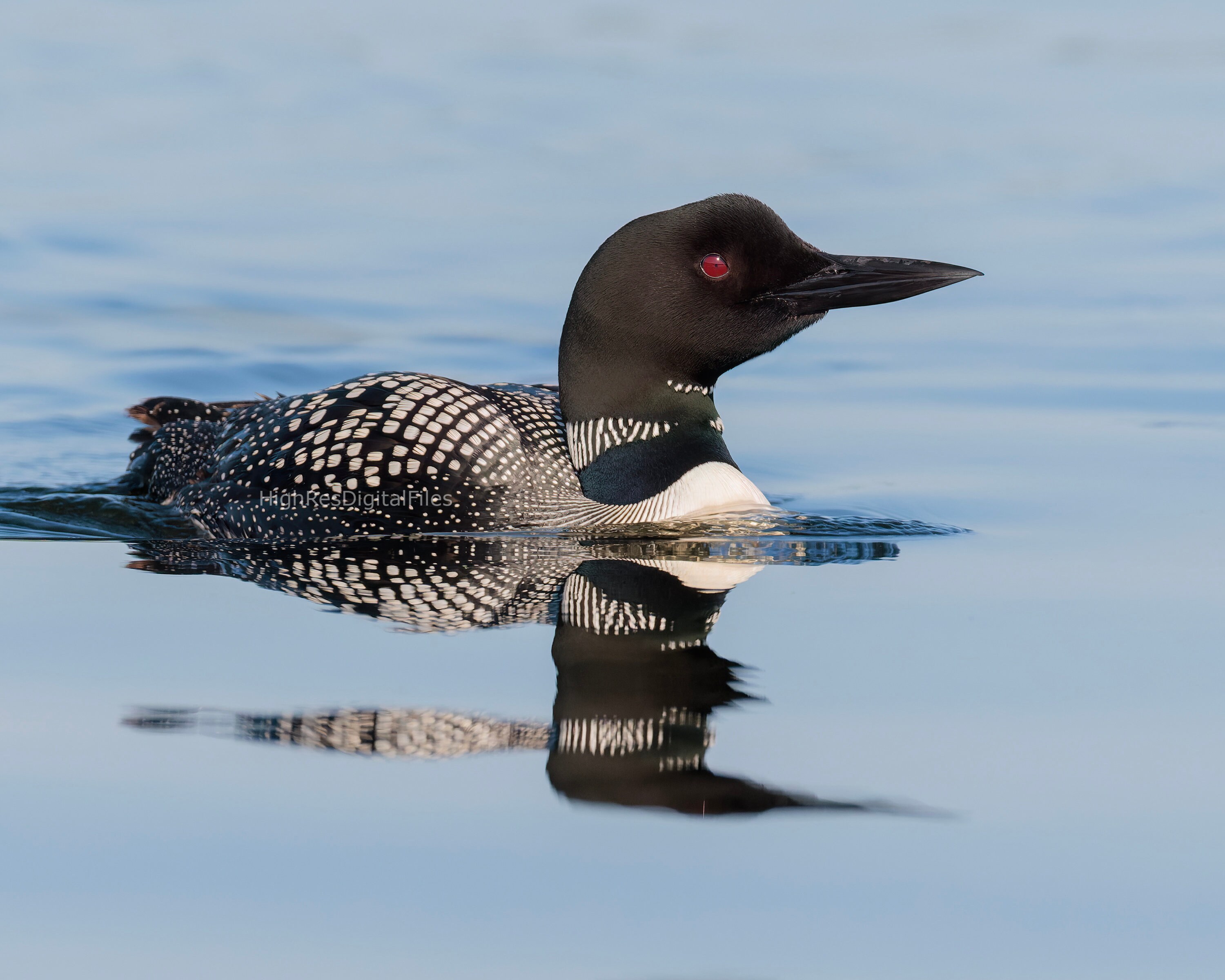 Common Loon Wall Art Nature Photograph High Resolution Wading Bird ...