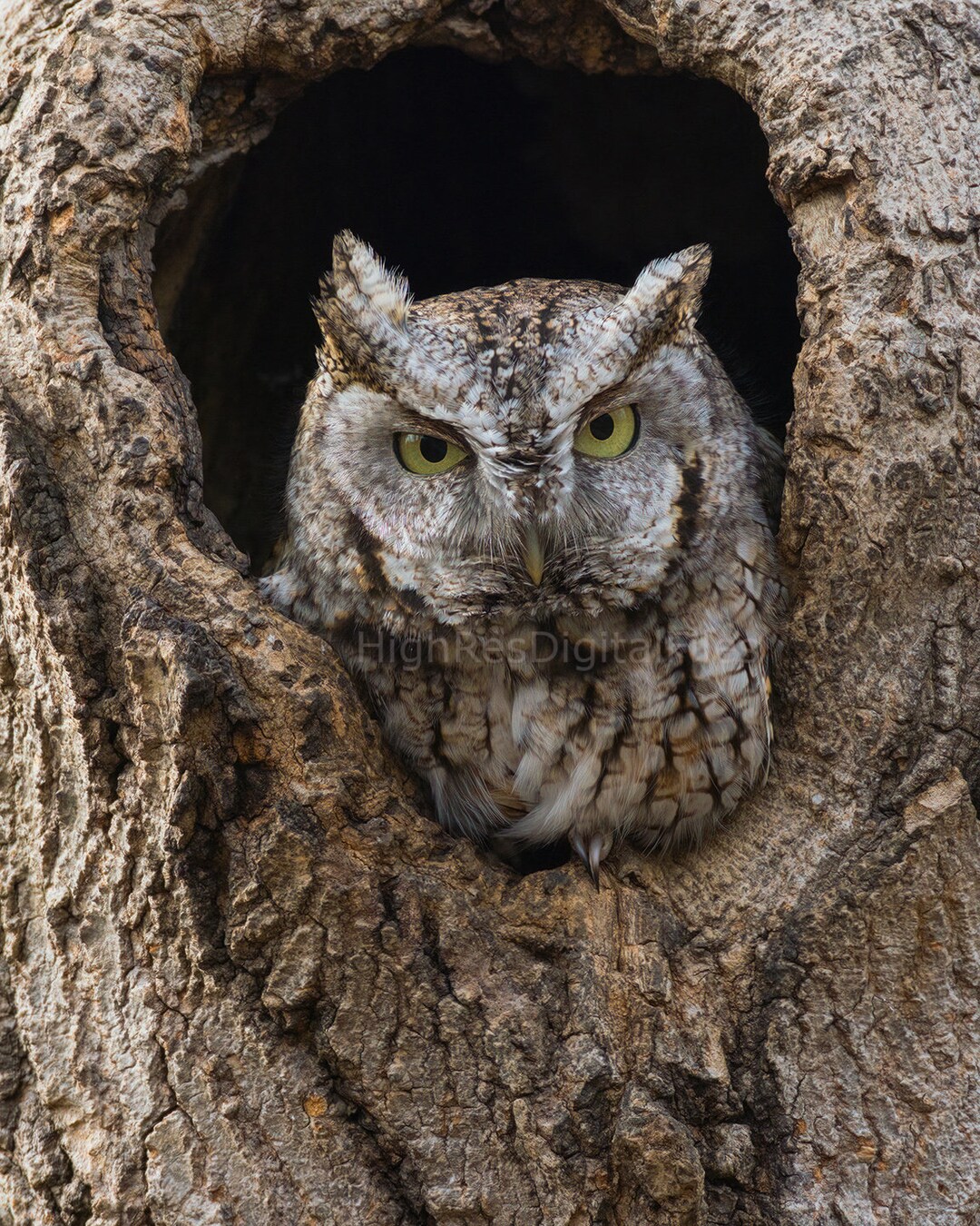Wall Art Nature Photograph Eastern Screech Owl High Resolution Bird ...