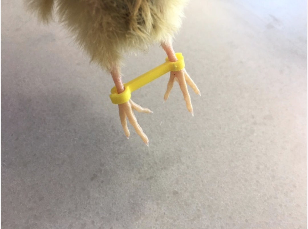 Chick Splayed Legs Correction, Chicken Care, Chicken Health, Chicken ...