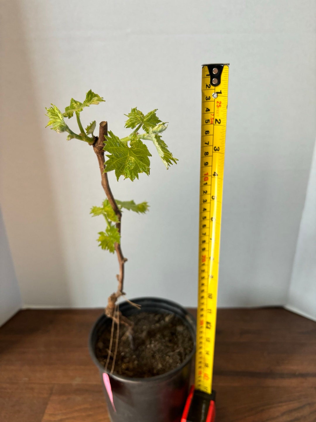 Grafted Ruby Roman Grape Vine W/ Leaves 罗马红宝石 - Etsy