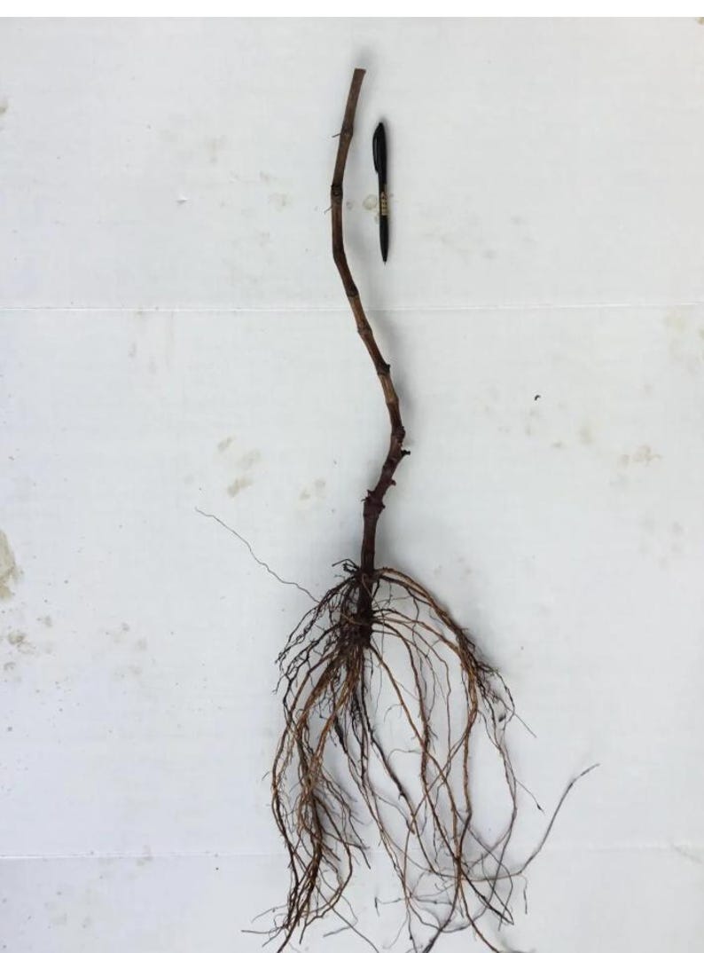 Grafted Japanese Roman Beauty Grape Vine Plant Bare Root 16-18in.（浪漫紅顏 ...