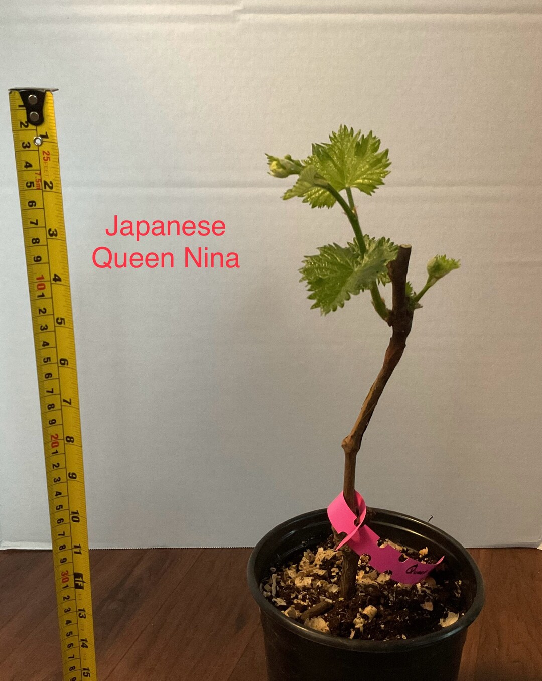 Grafted Japanese Queen Nina Grape Vine Plant W/ Leaves 10-15 Inches - Etsy