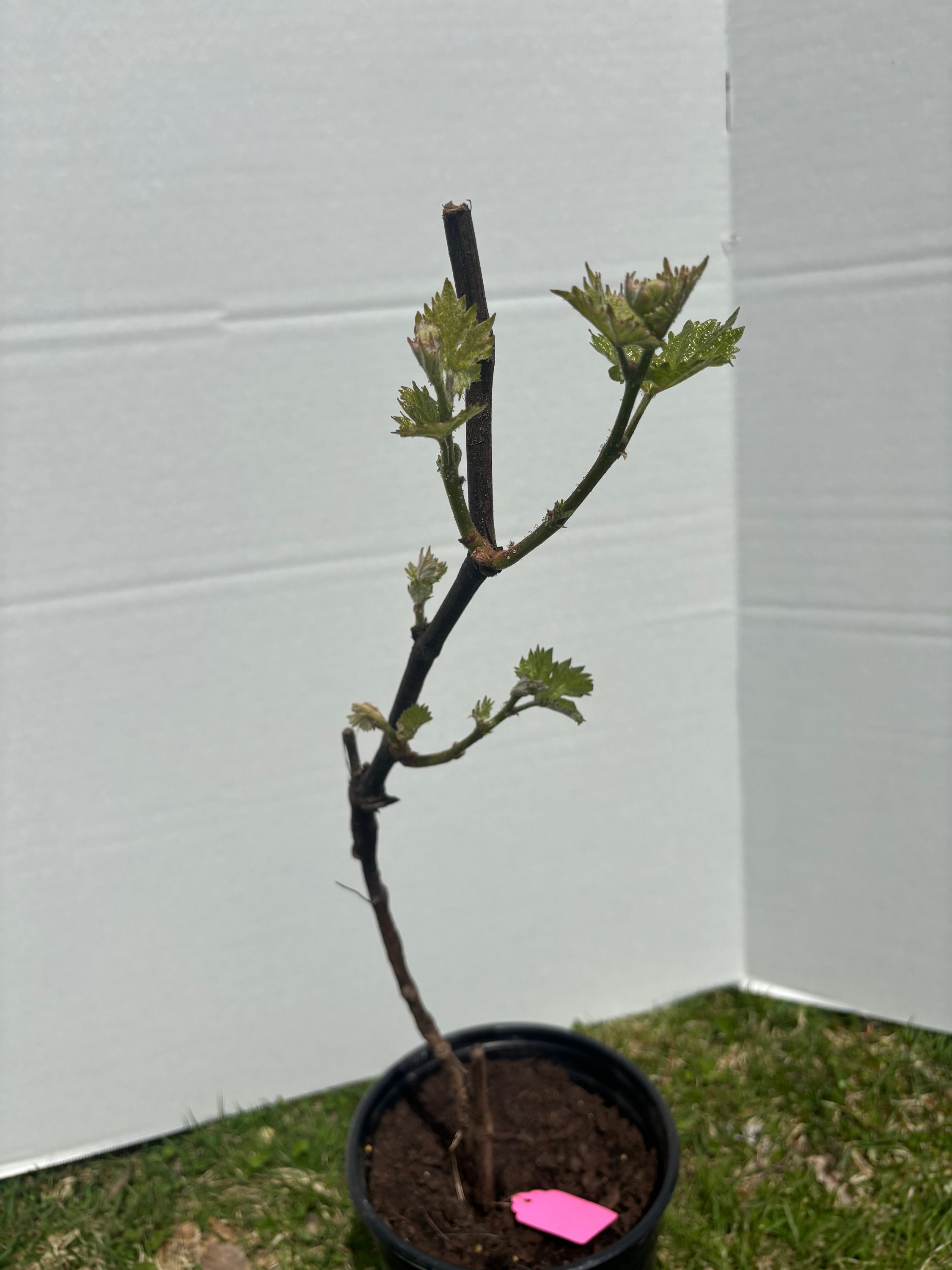 Grafted Japanese Queen Nina Grape Vine Plant W/ Leaves 10-15 Inches - Etsy