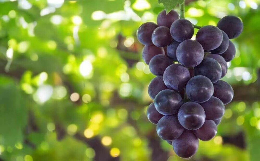 Japanese Kyoho Grape Vine Bare Root Plant(16- - 18in.) 巨峰葡萄 - Etsy
