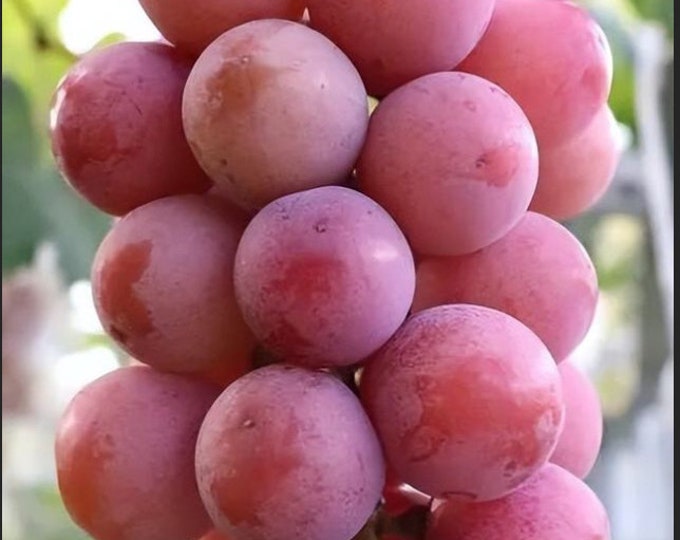 Queen Nina “妮娜皇后“ Grafted Grape Vine—shipping in Growing Bag , Don’t ...
