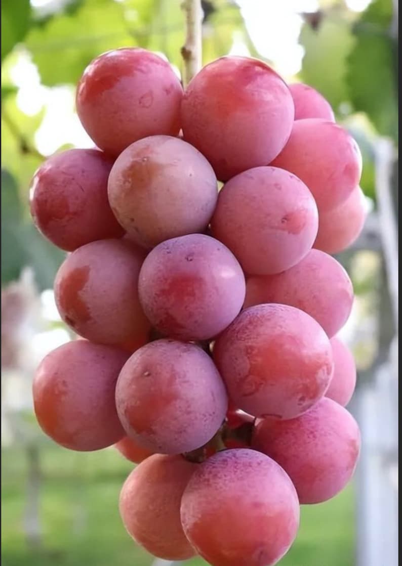 Grafted Live Japanese Queen Nina Grape Vine Plant 16-18in 妮娜皇后 - Etsy