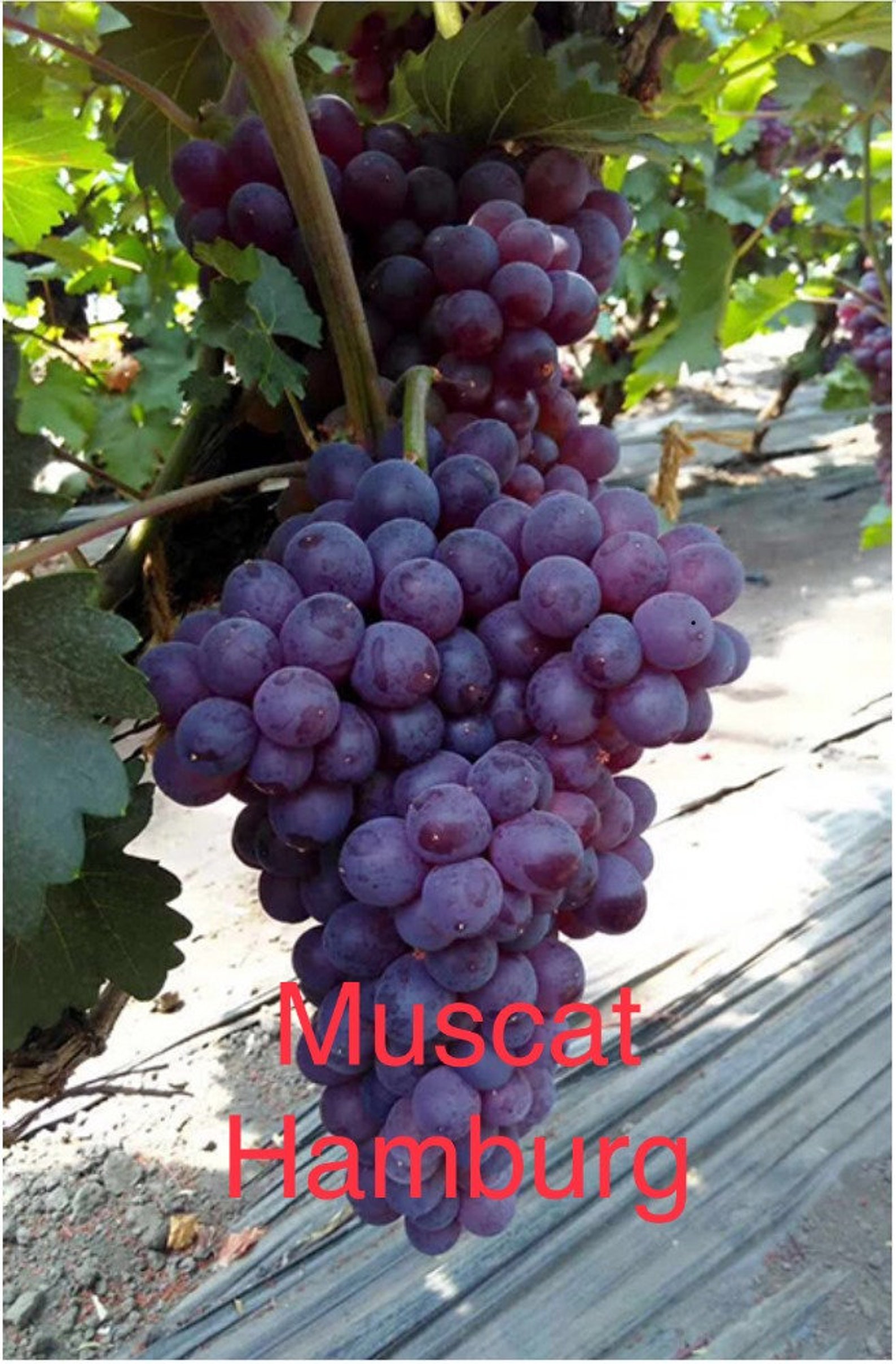 5 Muscat Hamburg Grape Vine Cutting - Etsy