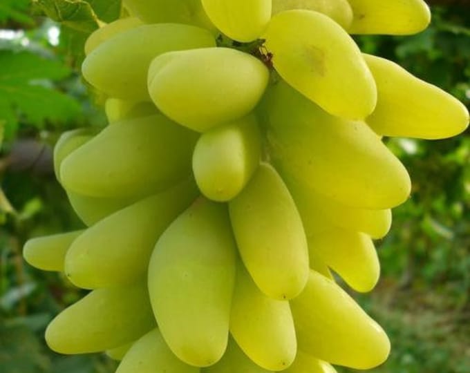 Grafted Japanese Gold Finger Grape Vine Plants (金手指) - Etsy