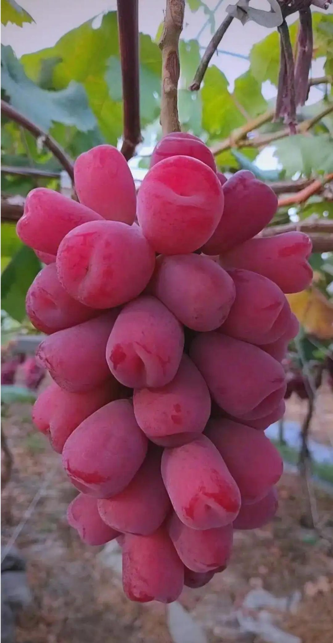 Grafted Japanese Roman Beauty Grape Vine Plant Bare Root 16-18in.（浪漫紅顏 ...