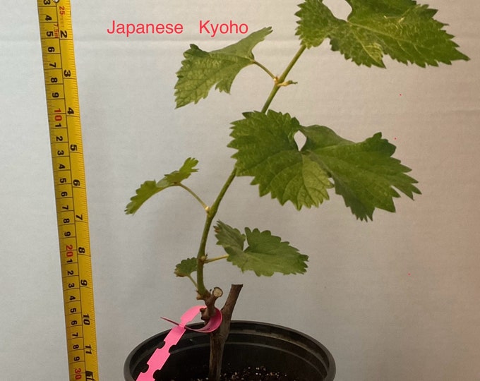Japanese Kyoho Grape Vine Plant - Etsy