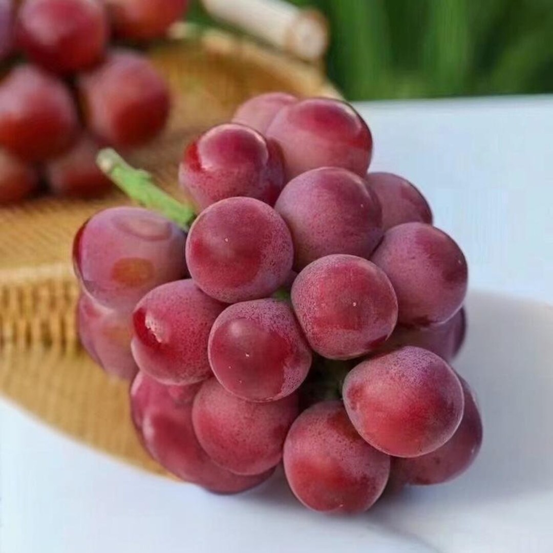 Grafted Ruby Roman Grape Vine Bare Root 罗马红宝石 16-18in. - Etsy