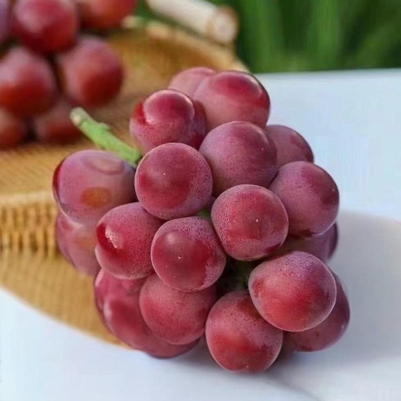 Grafted Ruby Roman Grape Vine Bare Root 罗马红宝石 16-18in. - Etsy