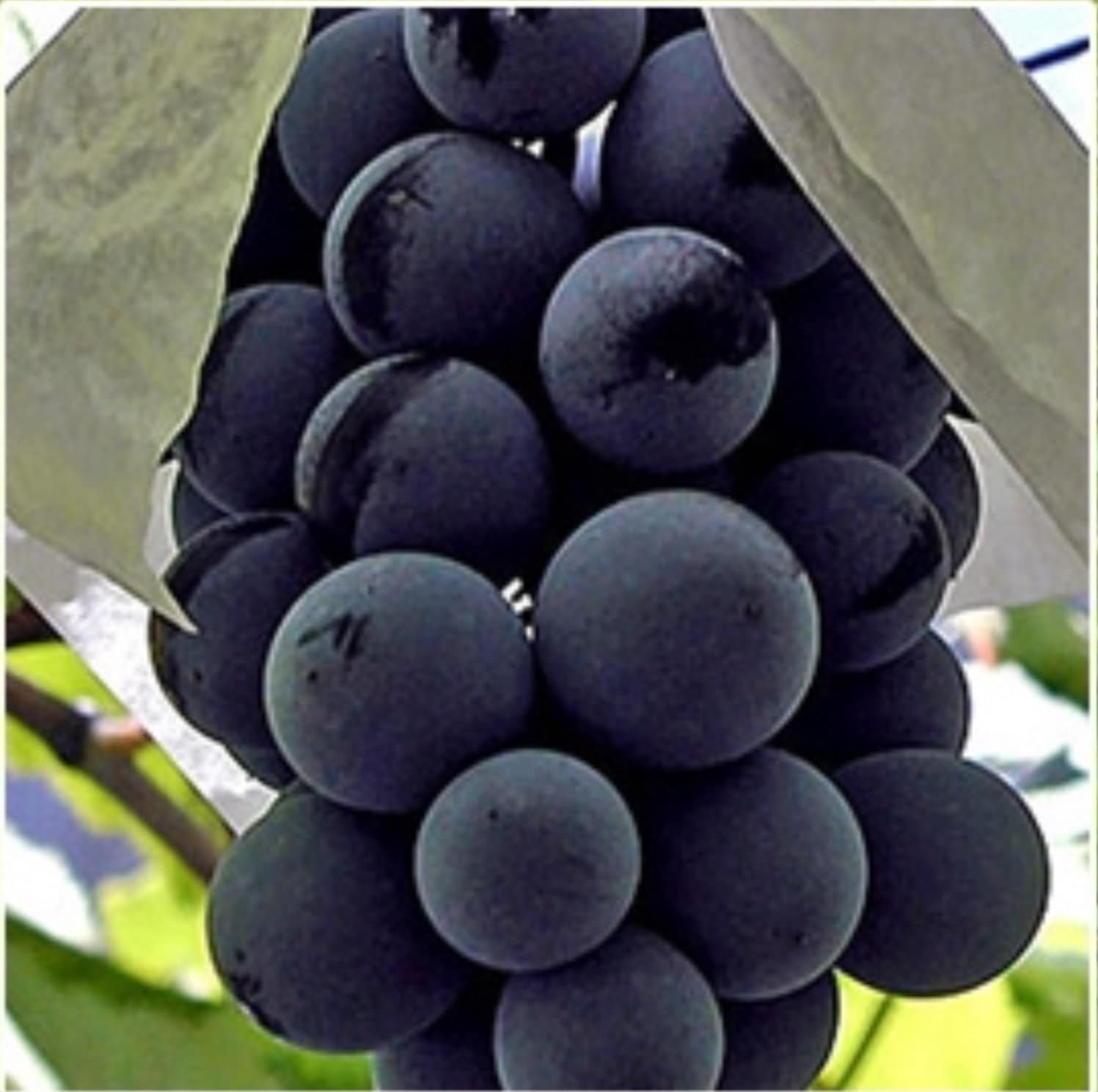 5 Japanese Kyoho Grape Vine Cuttings - Etsy