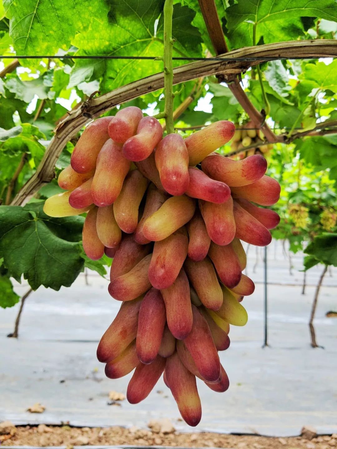 Japanese Manicure Finger Grafted Bare Roots Grape Vine Plant - Etsy