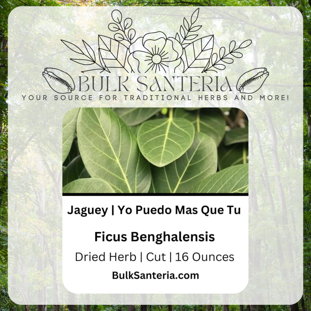 Jaguey Yo Puedo Mas Que Tu Ficus Benghalensis Dried Herb Bulk 16 Ounces ...