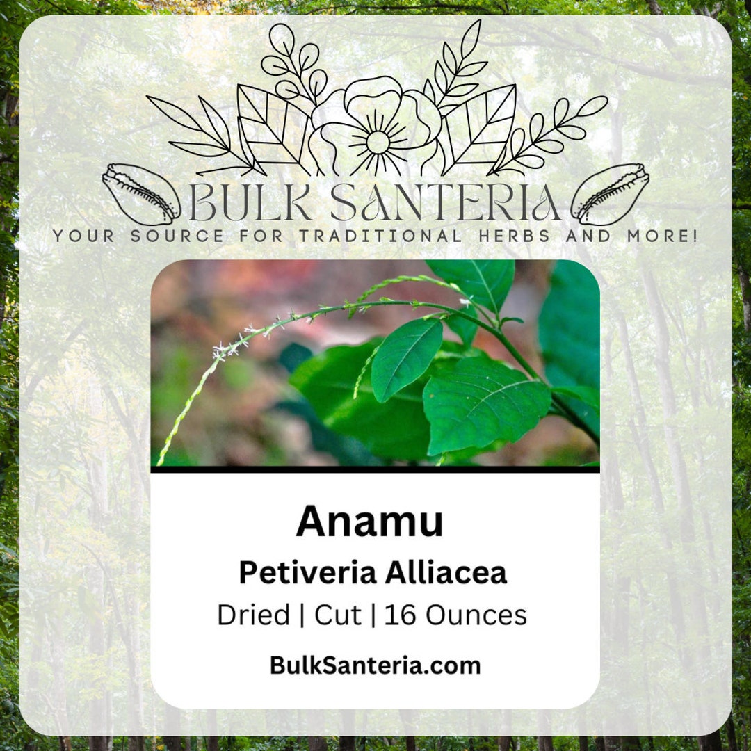 Anamu Petiveria Alliacea Dried Herb Bulk 16 Ounces Santeria Traditional Herb Supplier Wholesale ...