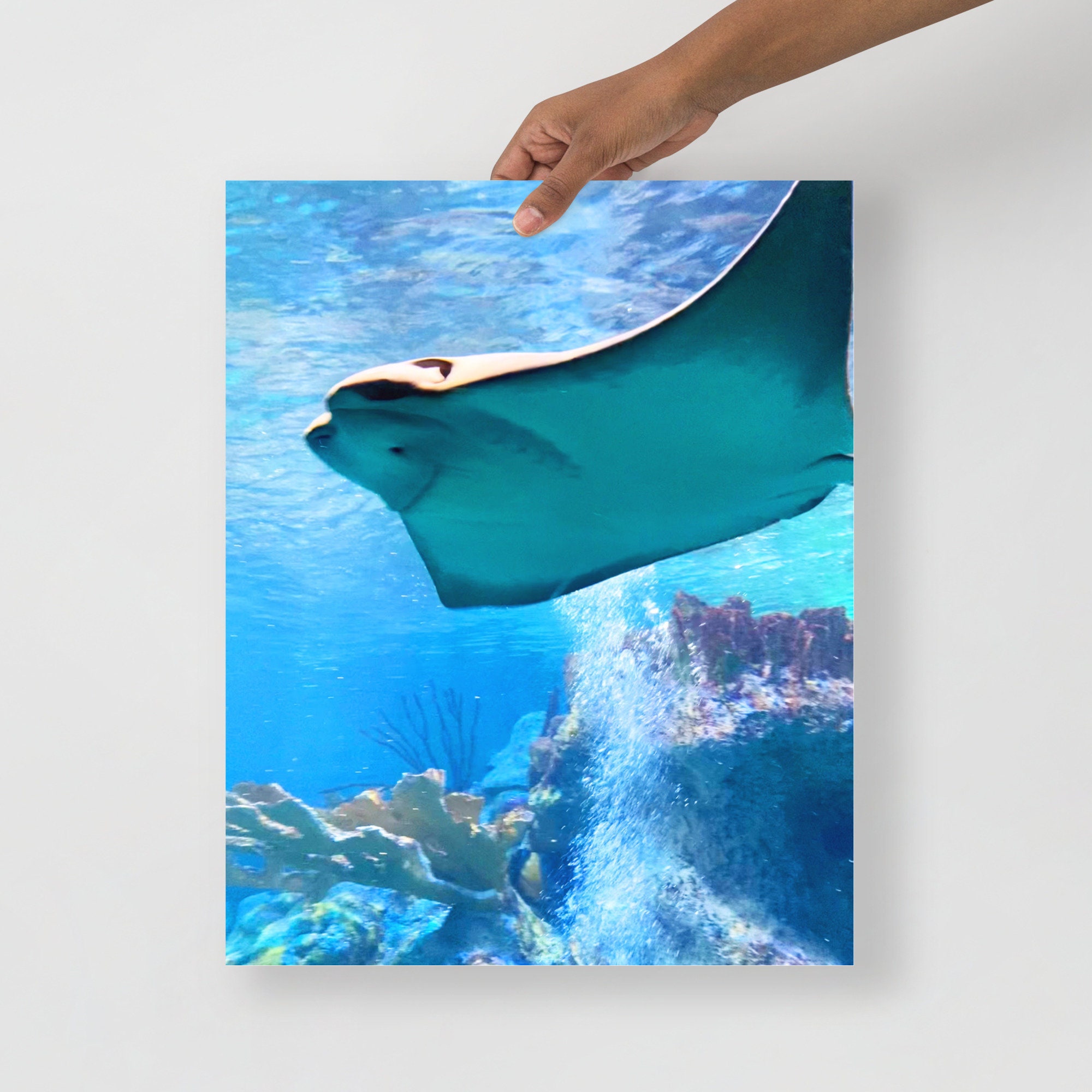 Matte Poster Stingray Boston Aquarium, Boston MA - Etsy
