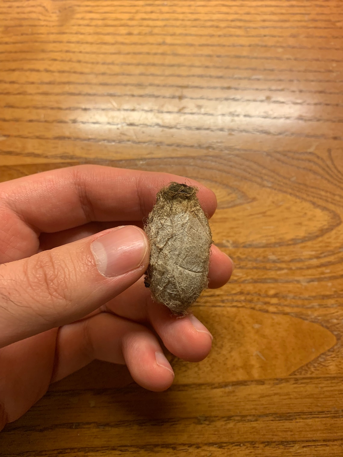 5 Empty Polyphemus Moth Cocoons antheraea Polyphemus - Etsy