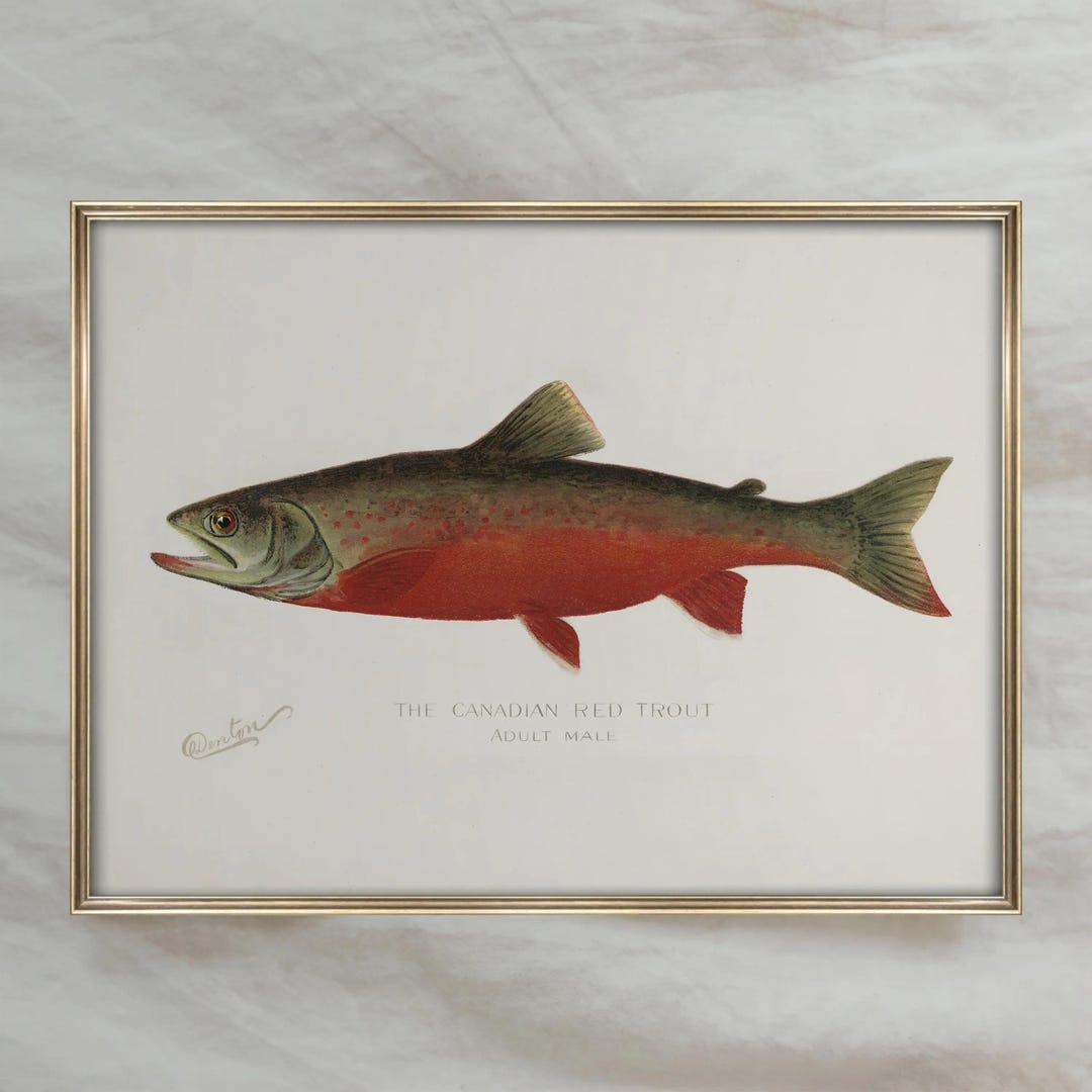 Vintage Canadian Red Trout Painting | Antique Fishing Wall Decor | Fish ...