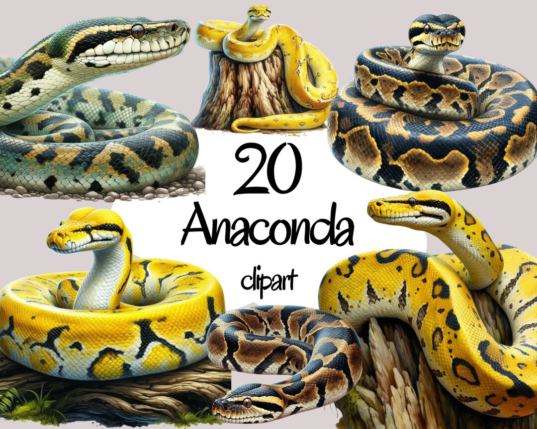 Anaconda Snake Clipart Watercolor Snake Clipart Anaconda Png Cute Snake ...