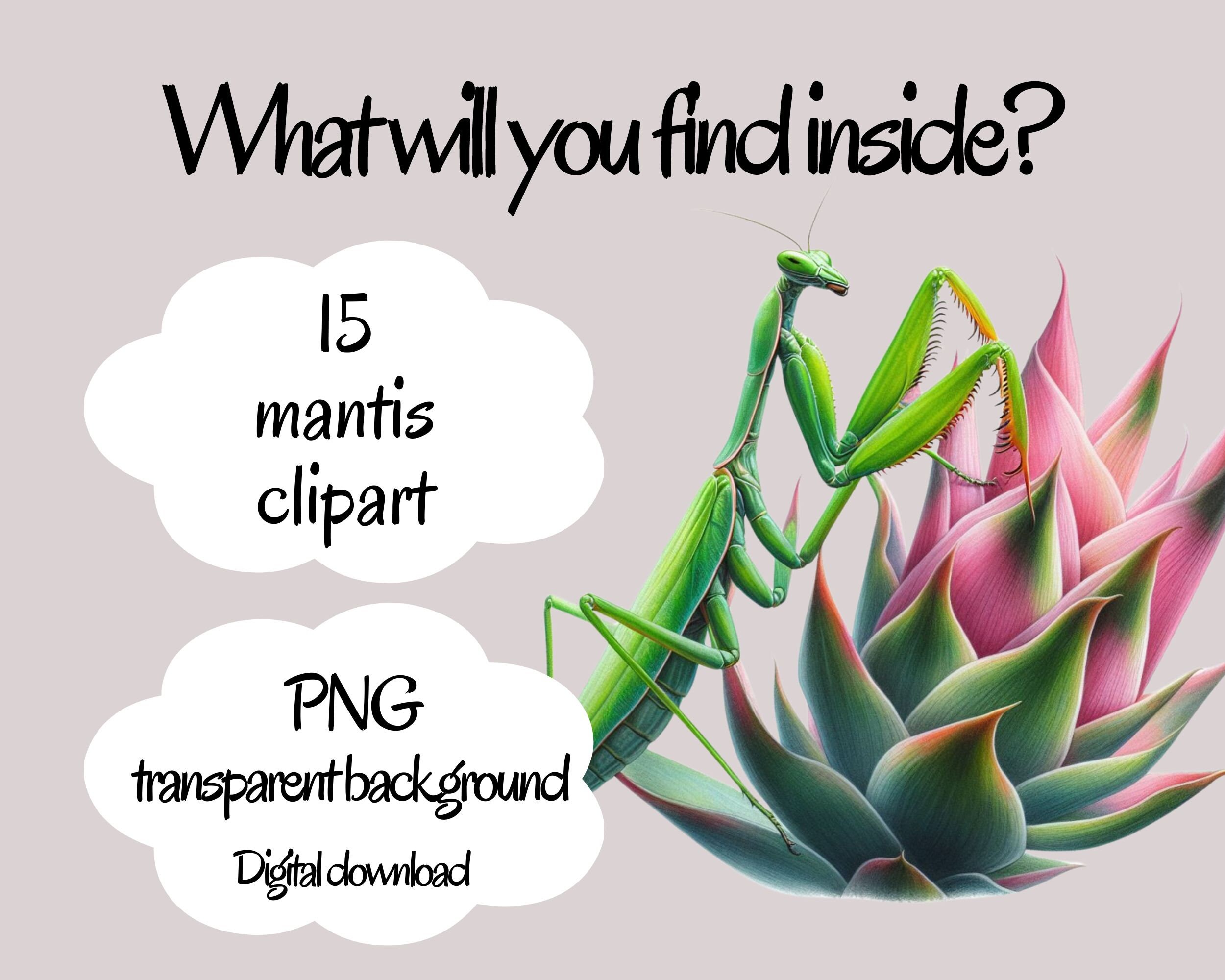 Praying Mantis Clipart Watercolor Mantis Clipart Insect Png Cute Insect ...