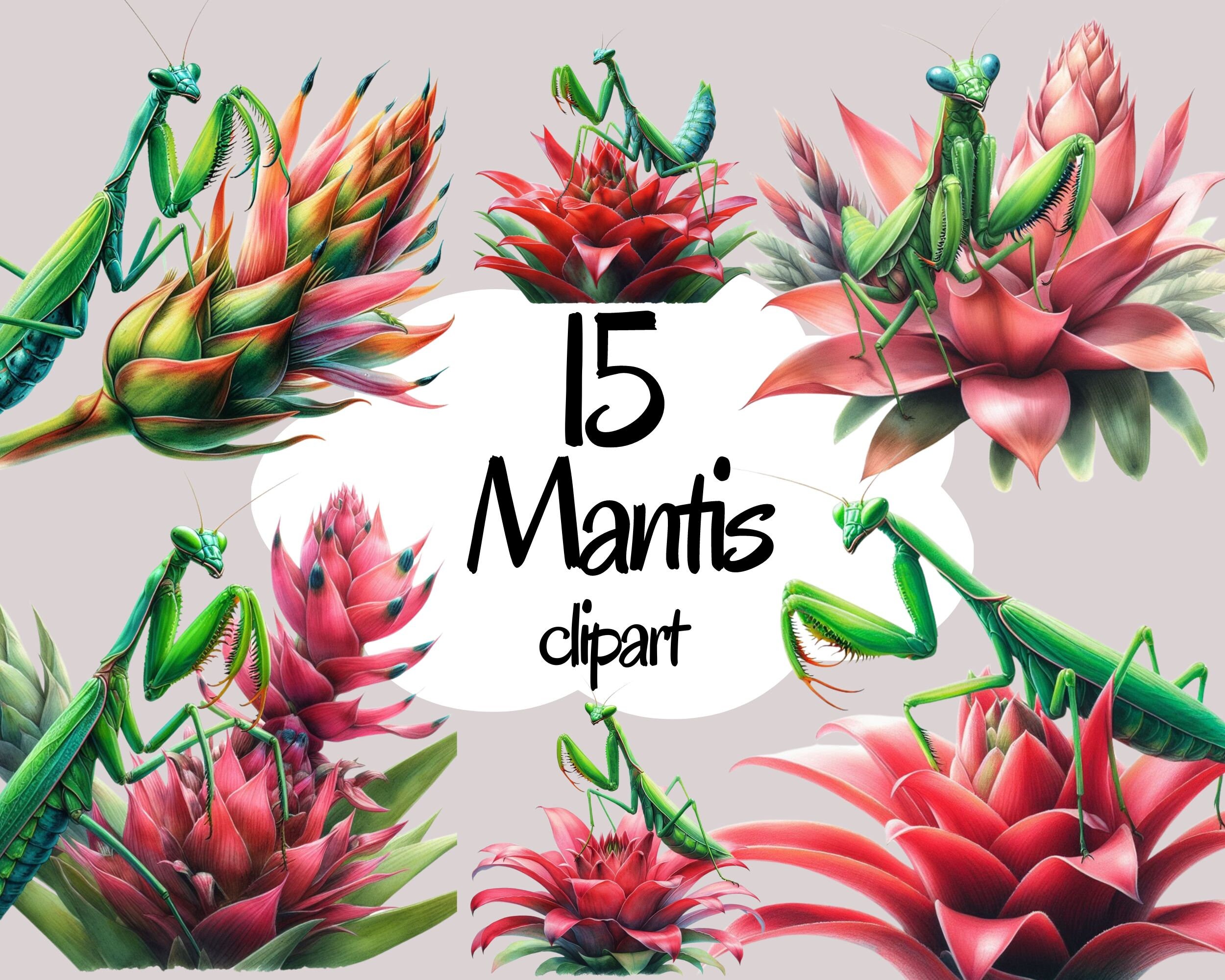 Praying Mantis Clipart Watercolor Mantis Clipart Insect Png Cute Insect ...