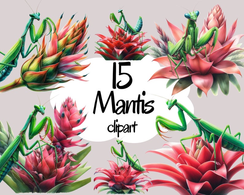 Praying Mantis Clipart Watercolor Mantis Clipart Insect Png Cute Insect ...