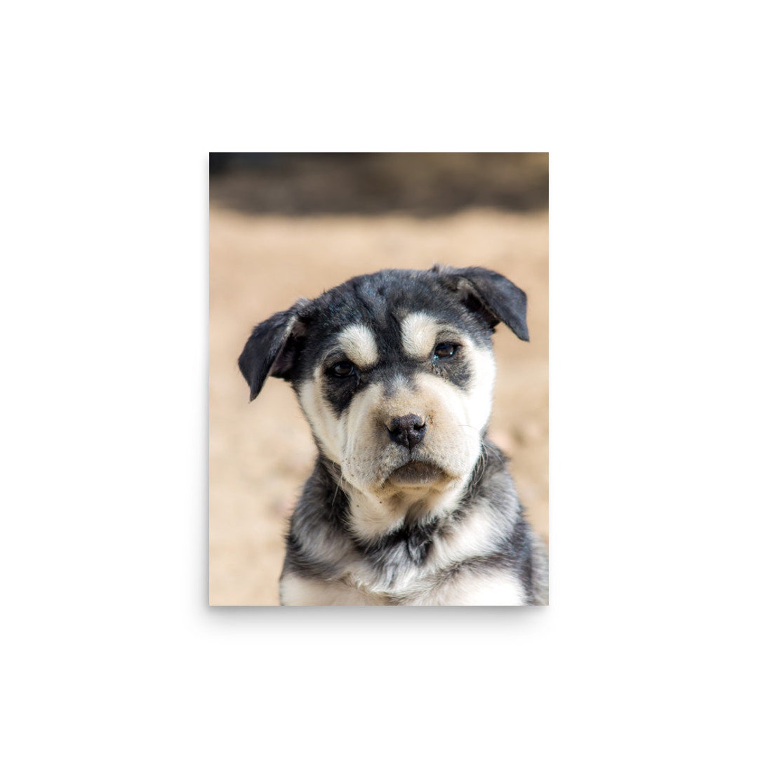 Cute Puppy Poster Grey and White Animals Kids Pets Trending Now - Etsy