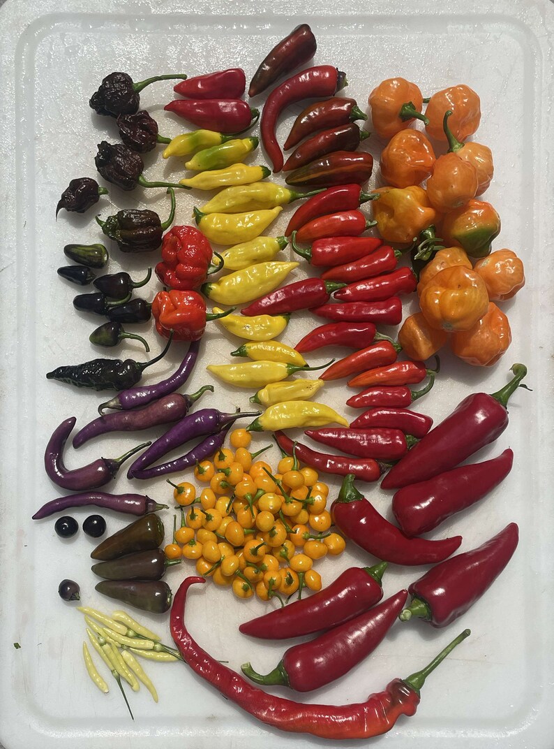 Hawke Sauce: High-end, Small-batch, Gourmet Hot Sauce - Etsy