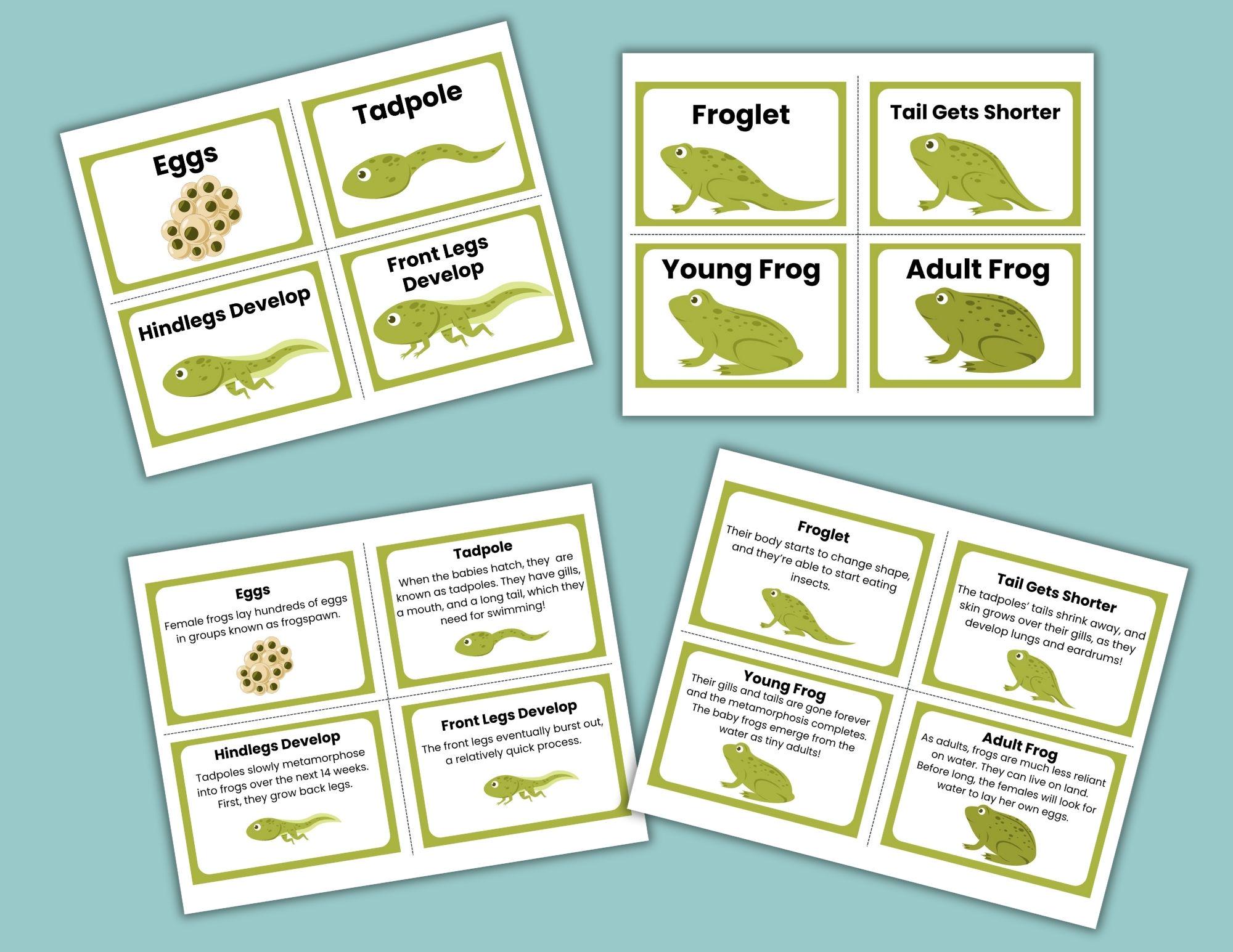 Frog Life Cycle Bundle Worksheet and Cards Cut & Paste Activity Flash ...