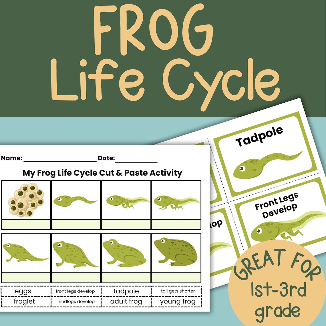 Frog Life Cycle Bundle Worksheet and Cards Cut & Paste Activity Flash ...