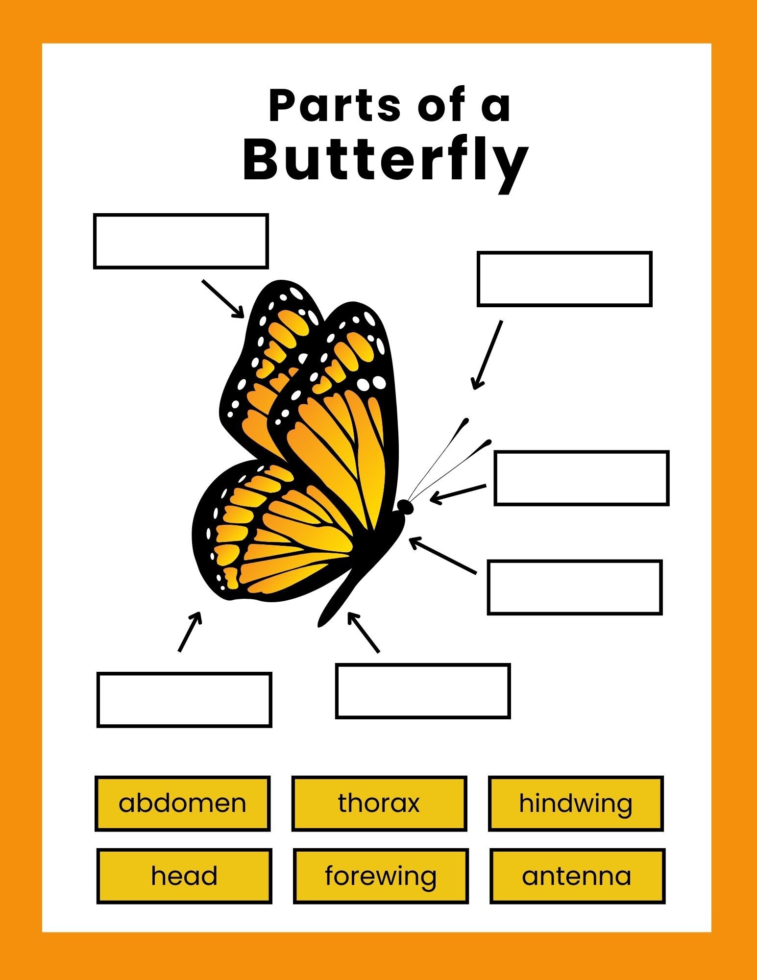 Butterfly Preschool Activity Sheets B is for Butterfly Pre-k Workbook ...