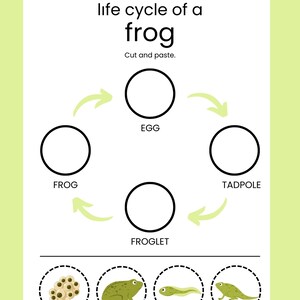 Frog Preschool Activity Sheets Frog Theme F is for Frog Activities ...