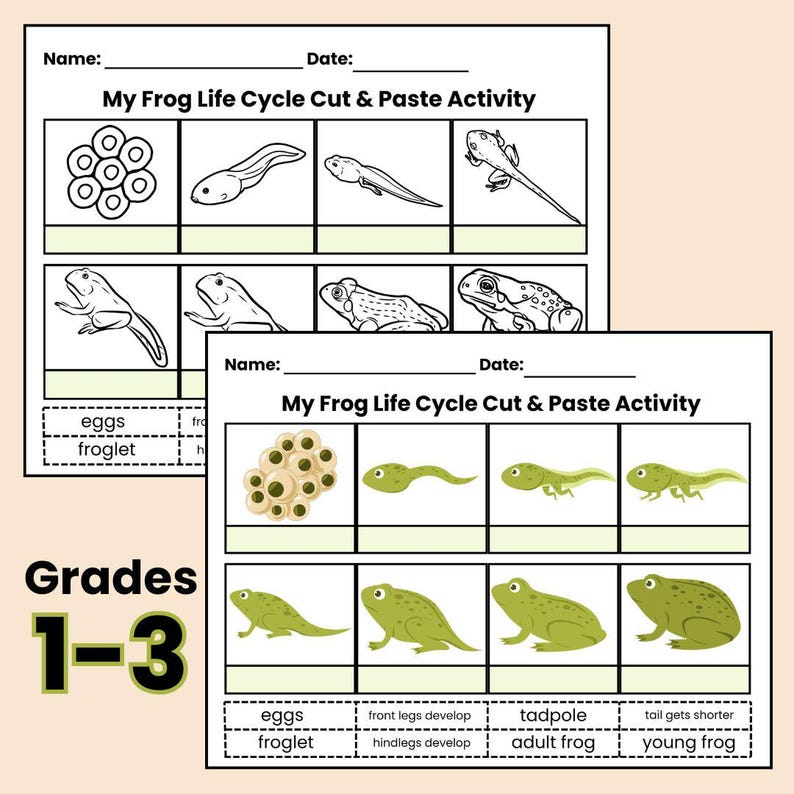 Frog Life Cycle Cut and Paste Activity Worksheet 1st- 3rd Grade - Etsy ...