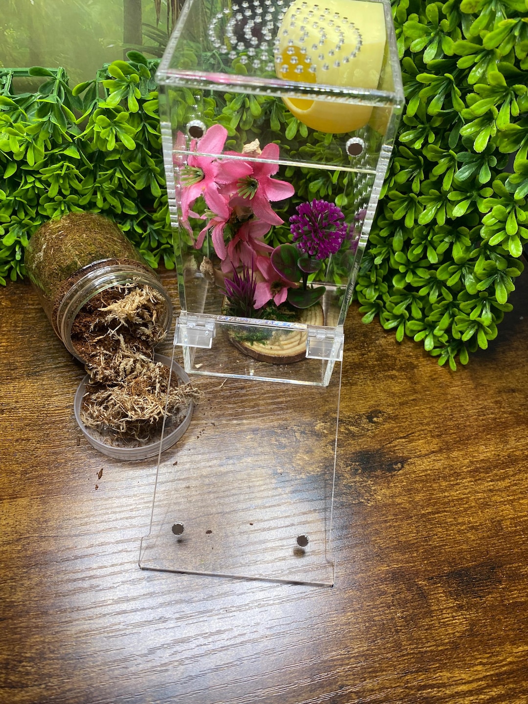 Jumping Spider/praying Mantis Enclosure Fully Furnished - Etsy