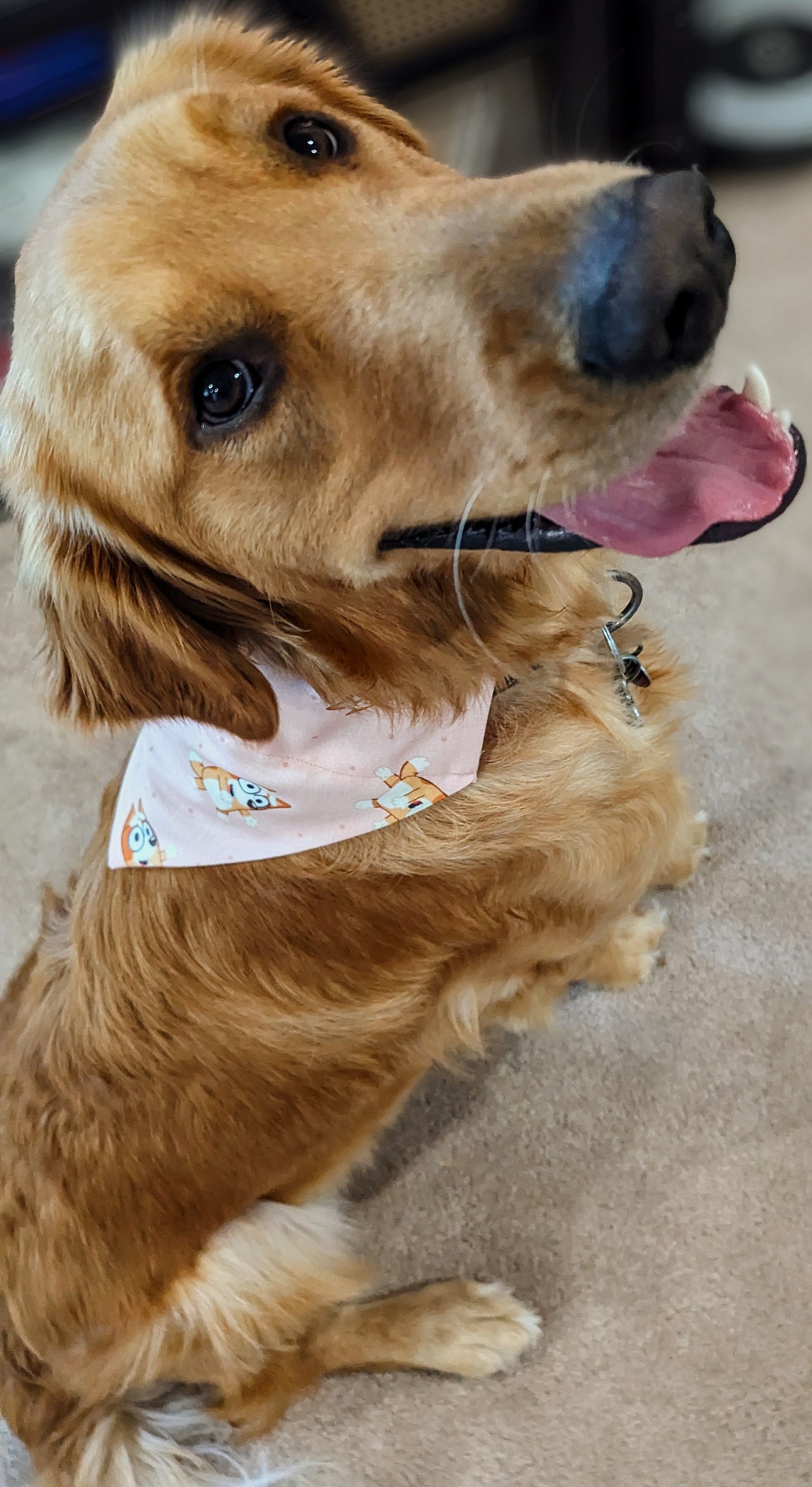 Bingo (bluey) Over the Collar Dog Bandana - Etsy