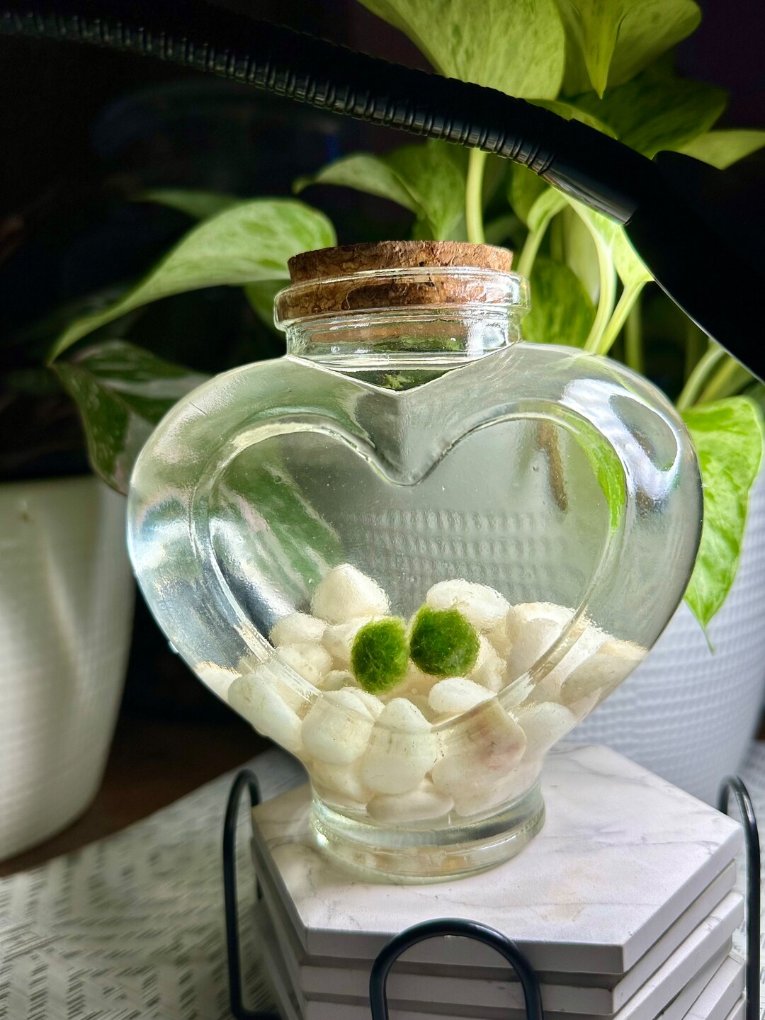 Loveballs : 100% Authentic Japanese Marimo Moss Balls - Etsy