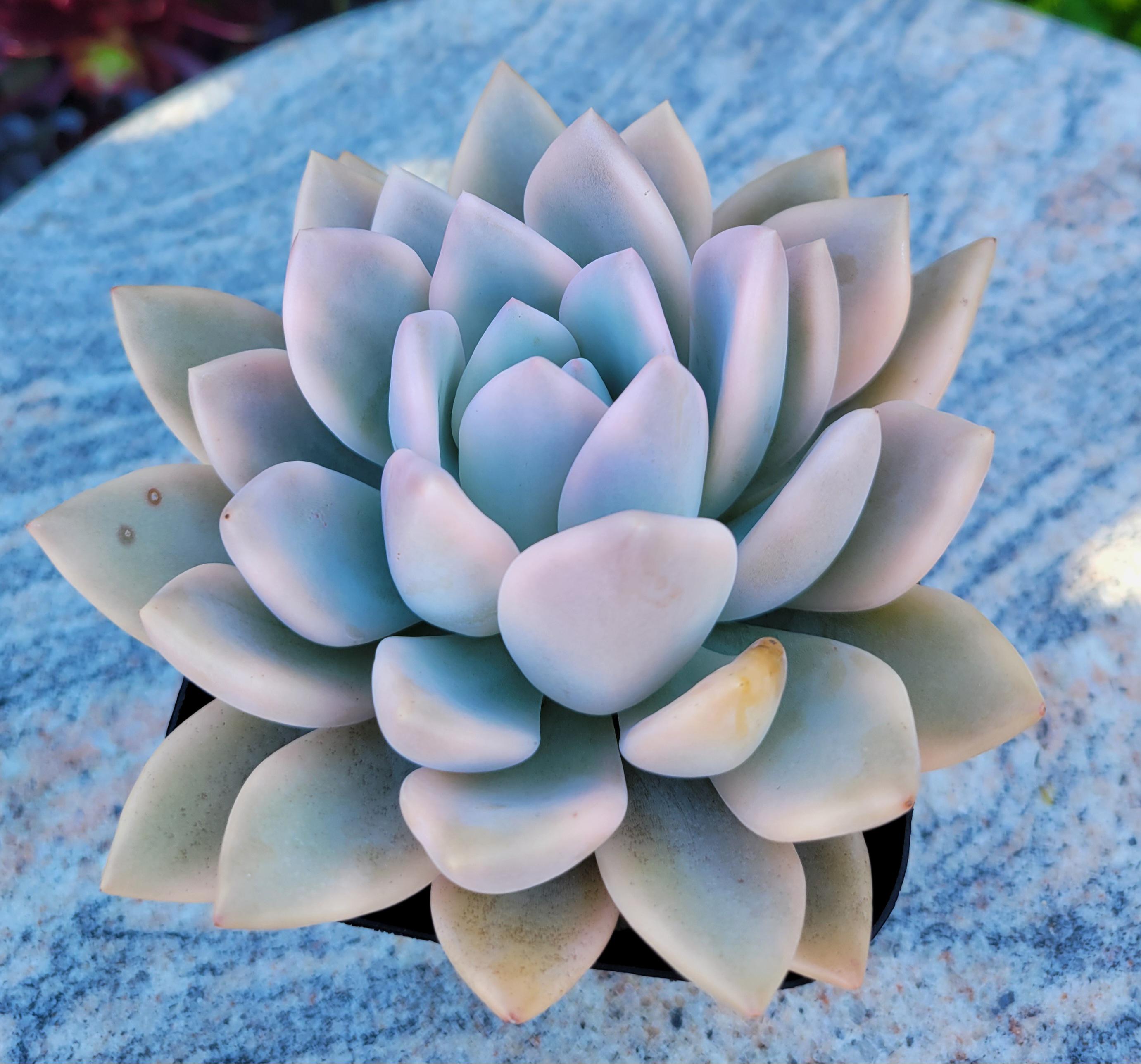 Graptoveria Opalina Variegated - Etsy