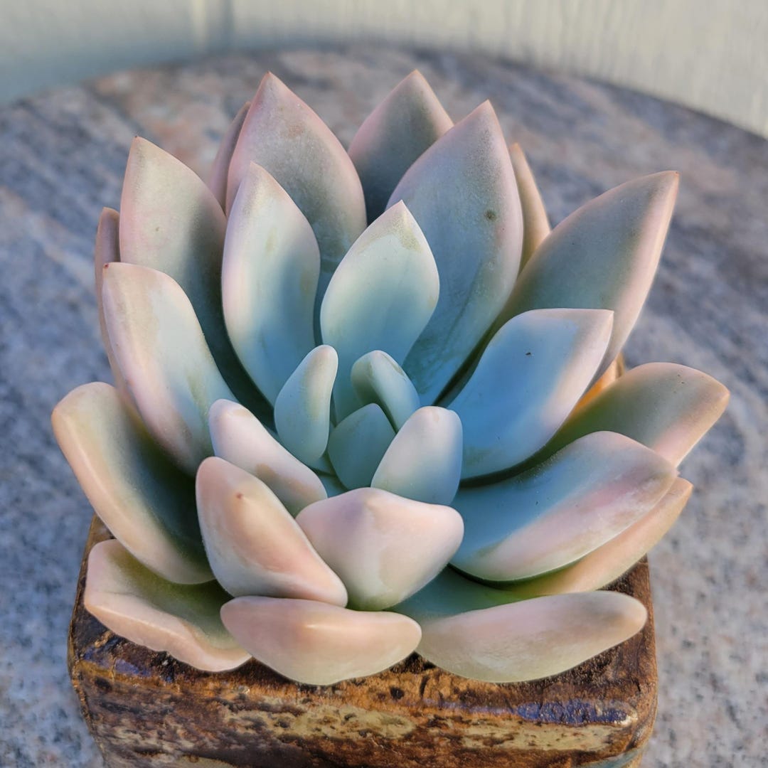 Graptoveria Opalina Variegated - Etsy