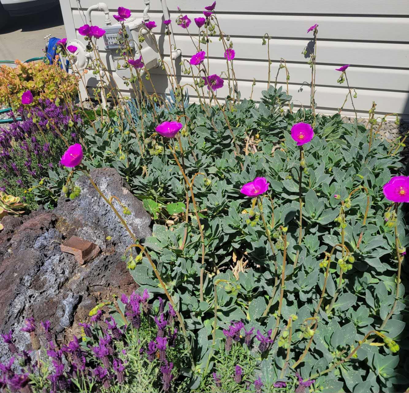 Calandrinia Spectabilis " Rock Purslane", 6" Cutting Succulent Plant - Etsy