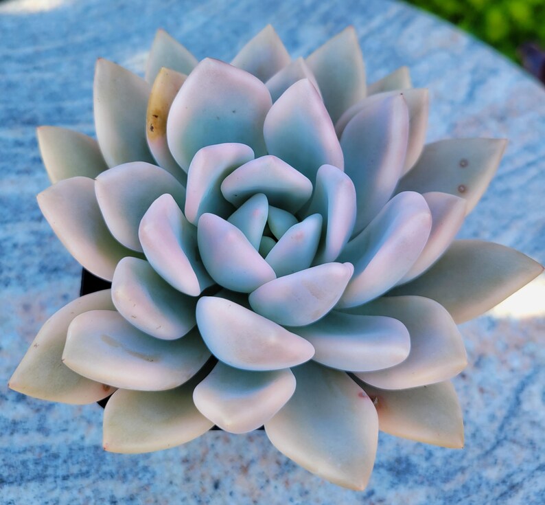 Graptoveria Opalina Variegated - Etsy