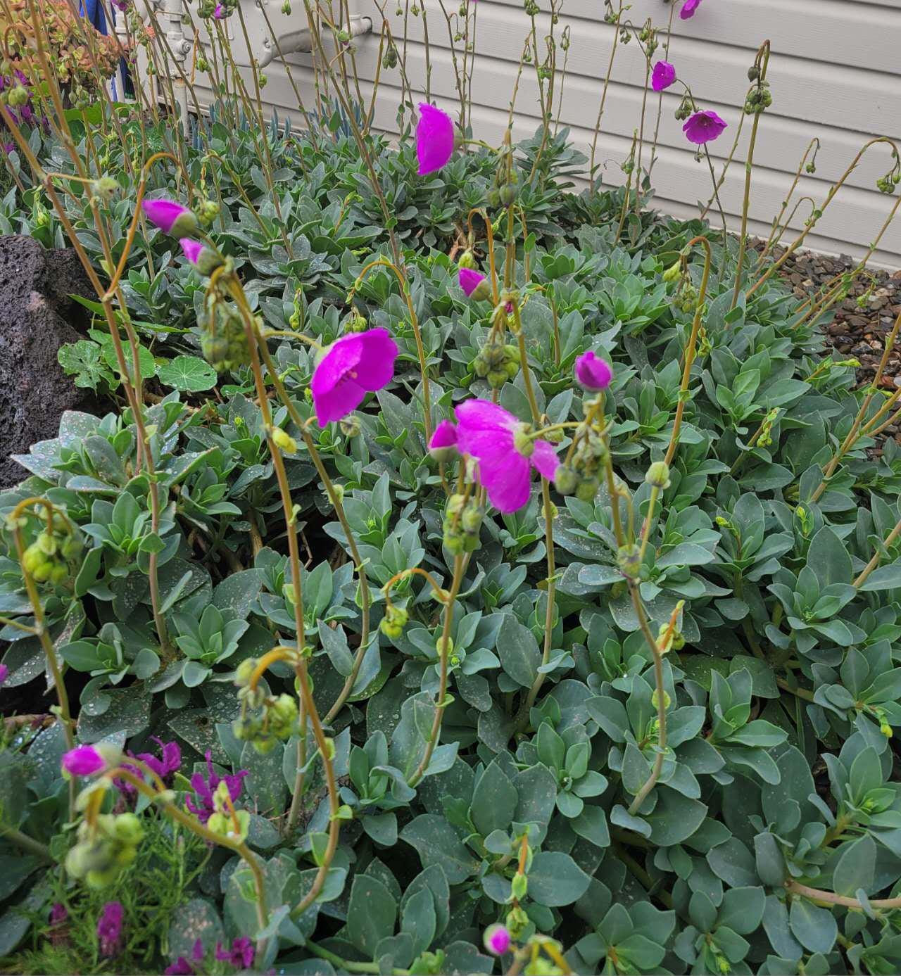 Calandrinia Spectabilis " Rock Purslane", 6" Cutting Succulent Plant - Etsy