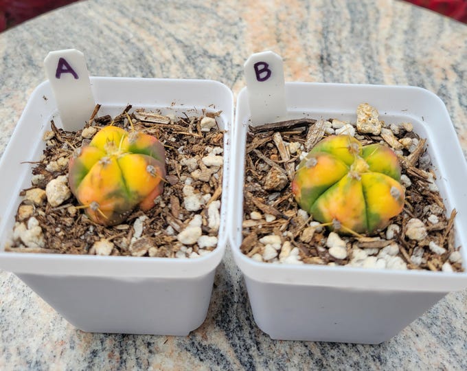 Cactus-holy Pill Variegated 1.5"(rooted) - Etsy