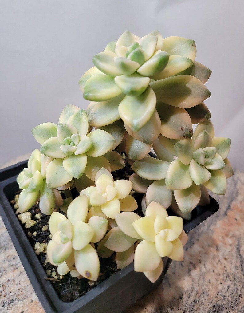Graptoveria Titubans Variegated Cluster 4" Succulent Plant - Etsy